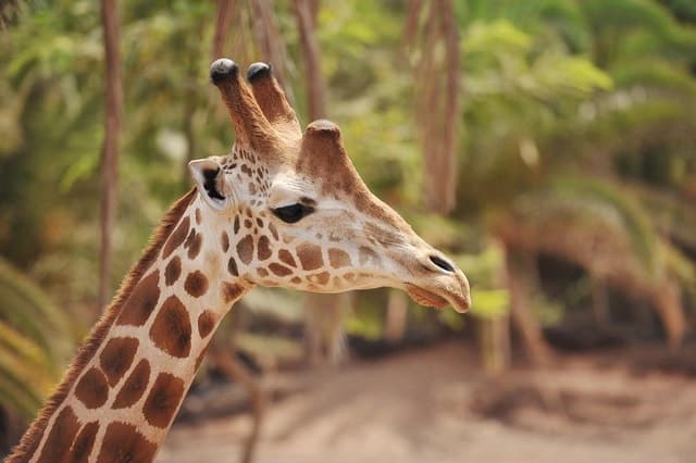 All Fuerteventura Tours & Activities in 2026 | Compare Prices on TourTeller