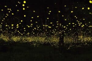 20 Best Things To Do and Visit in Puerto Princesa, Philippines